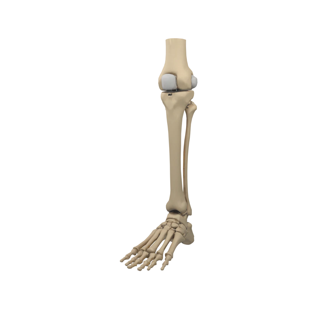 Skeleton legs - Clothes for Roblox 3D by IroyaL_PvP
